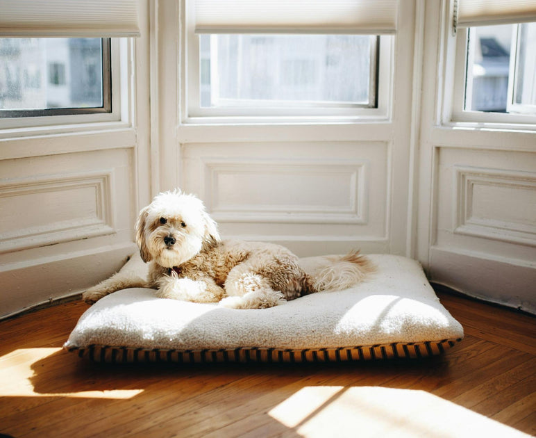 How to Create Pet Zones in Your Home – Diyversify